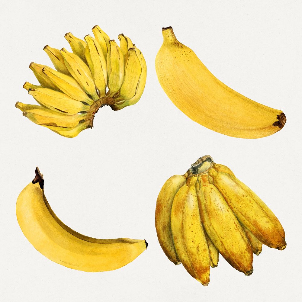 Detailed hand drawn fresh banana | Premium PSD - rawpixel