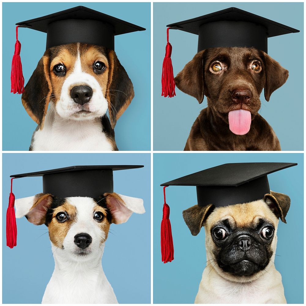 Cute Pug puppies graduation caps | Free Photo - rawpixel