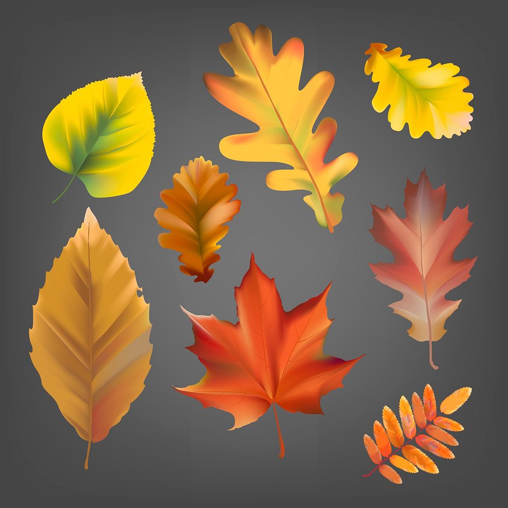 Collection of autumn leaves vector | Free Vector - rawpixel