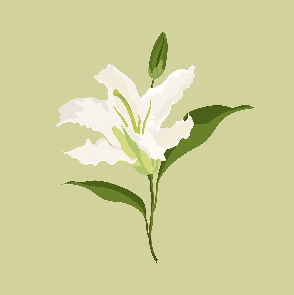Lily flower sticker, white botanical, | Vector Illustration - rawpixel