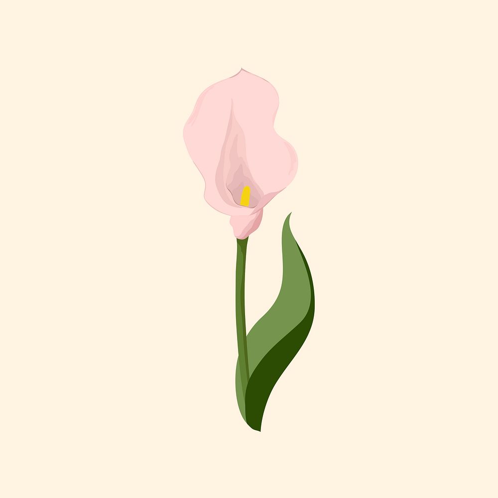 Pink calla lily sticker, flower | PSD Illustration - rawpixel