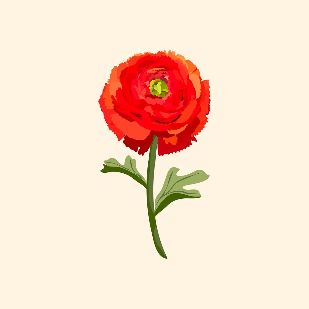 Ranunculus flower clipart, red botanical | Free Photo Illustration ...