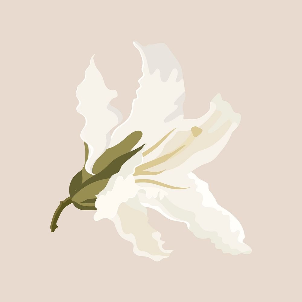 White lily sticker, blooming flower | Vector Illustration - rawpixel