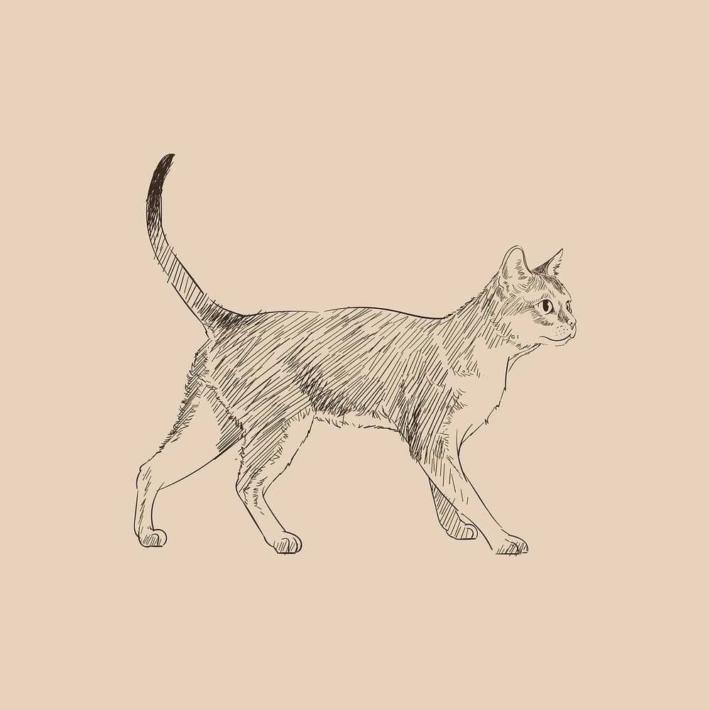 Illustration drawing style of cat | Premium Vector Illustration - rawpixel