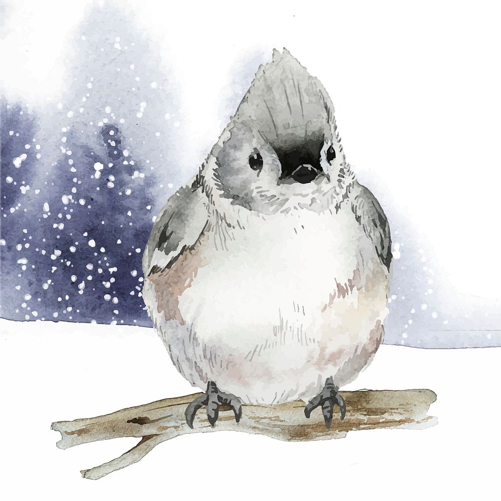 Tufted titmouse bird in wintertime | Free Vector Illustration - rawpixel