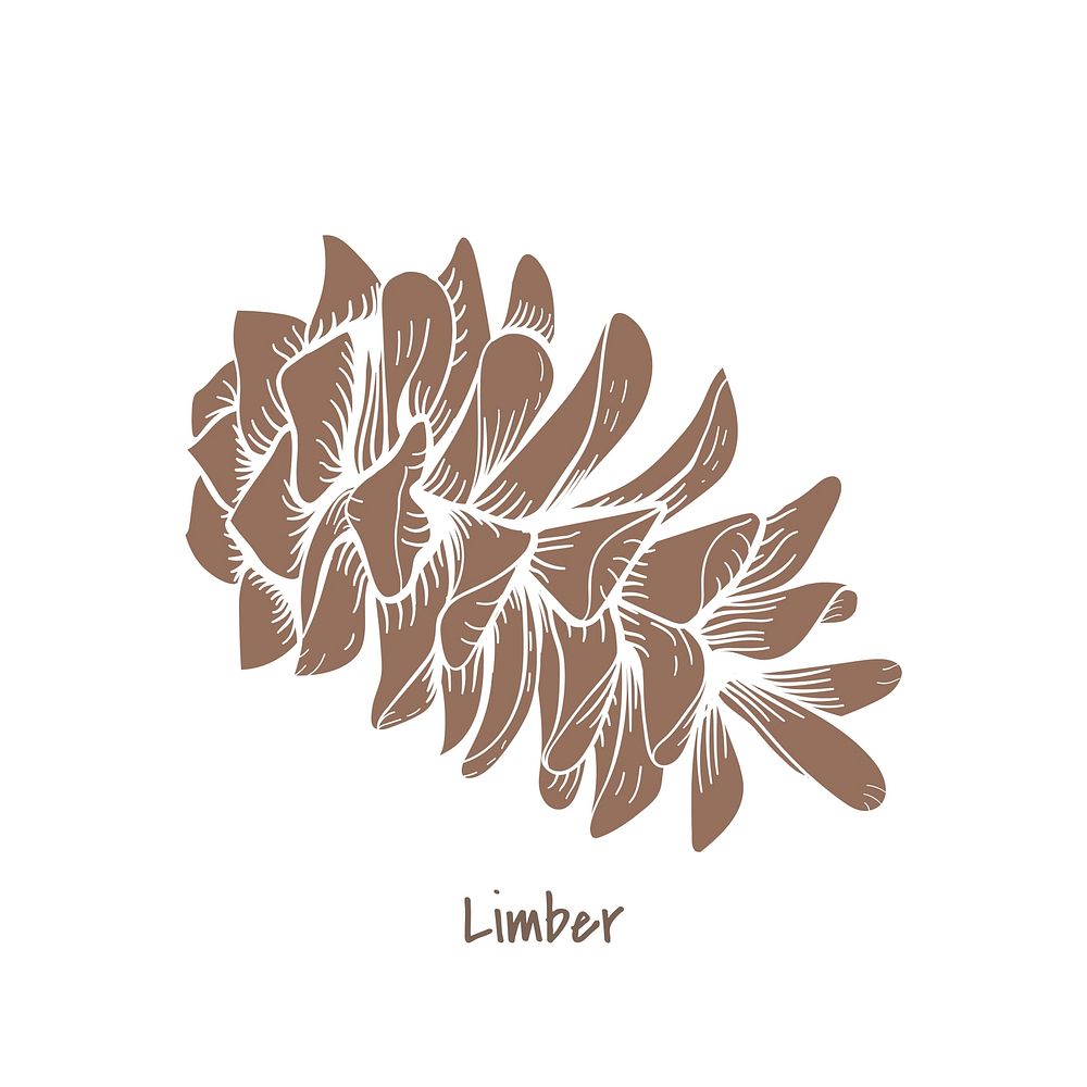 Illustration of a limber cone | Premium Vector Illustration - rawpixel