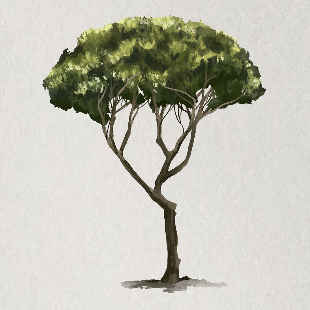 Tree element vector Pinus Pinea | Free Vector Illustration - rawpixel