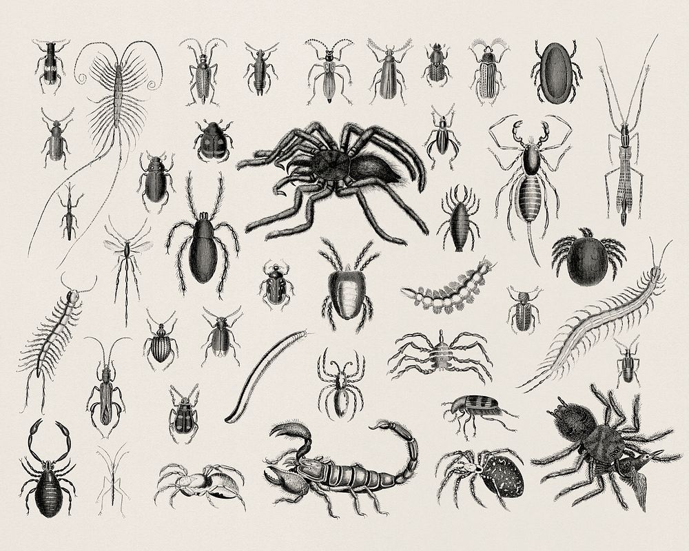 Illustration set of various insects | Premium PSD - rawpixel