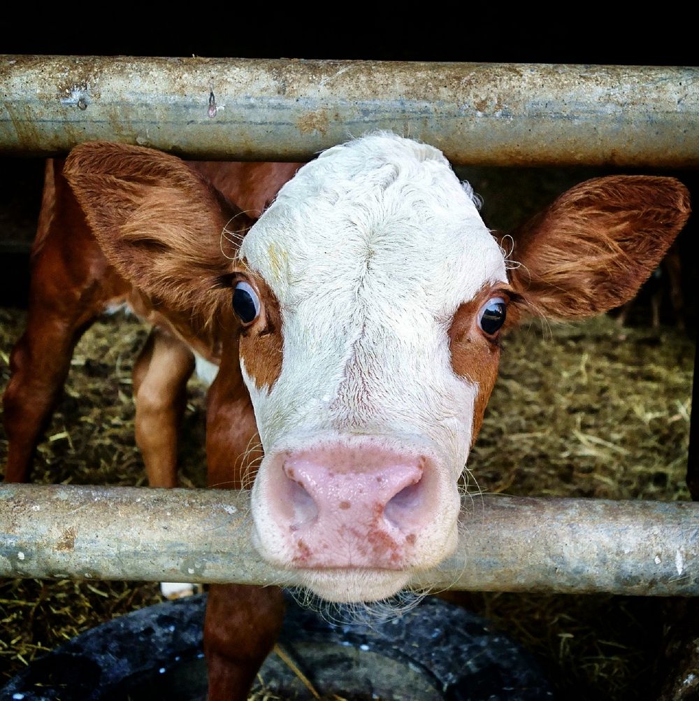 Free cow behind fence image, | Free Photo - rawpixel