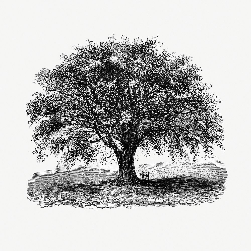 Vintage European style tree engraving | Premium PSD - rawpixel
