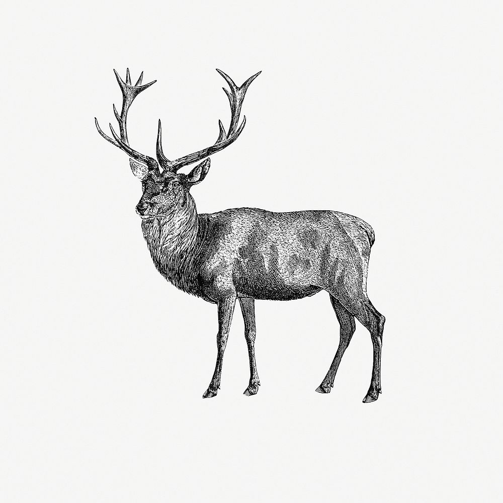 Drawing of red deer | Premium PSD - rawpixel