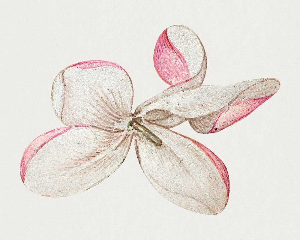 White Germander flower hand drawn | Premium Photo Illustration - rawpixel
