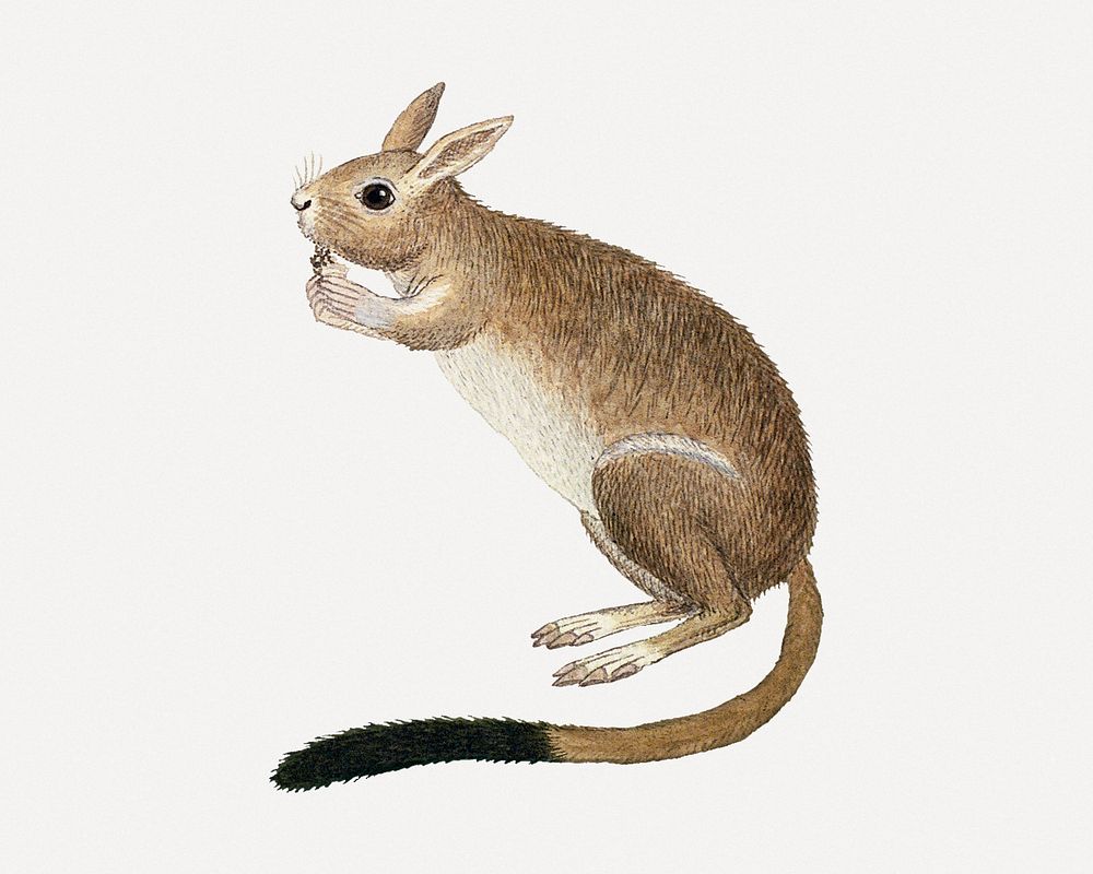 South African springhare illustration classic | Premium Photo ...