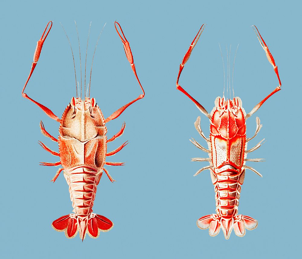 Polycheles typhlops, a deep sea | Premium PSD Illustration - rawpixel