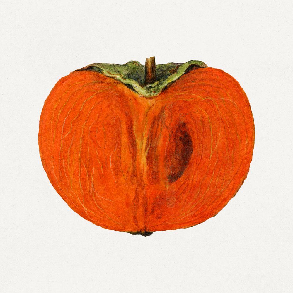 Vintage halved persimmon illustration. Digitally | Free Photo ...