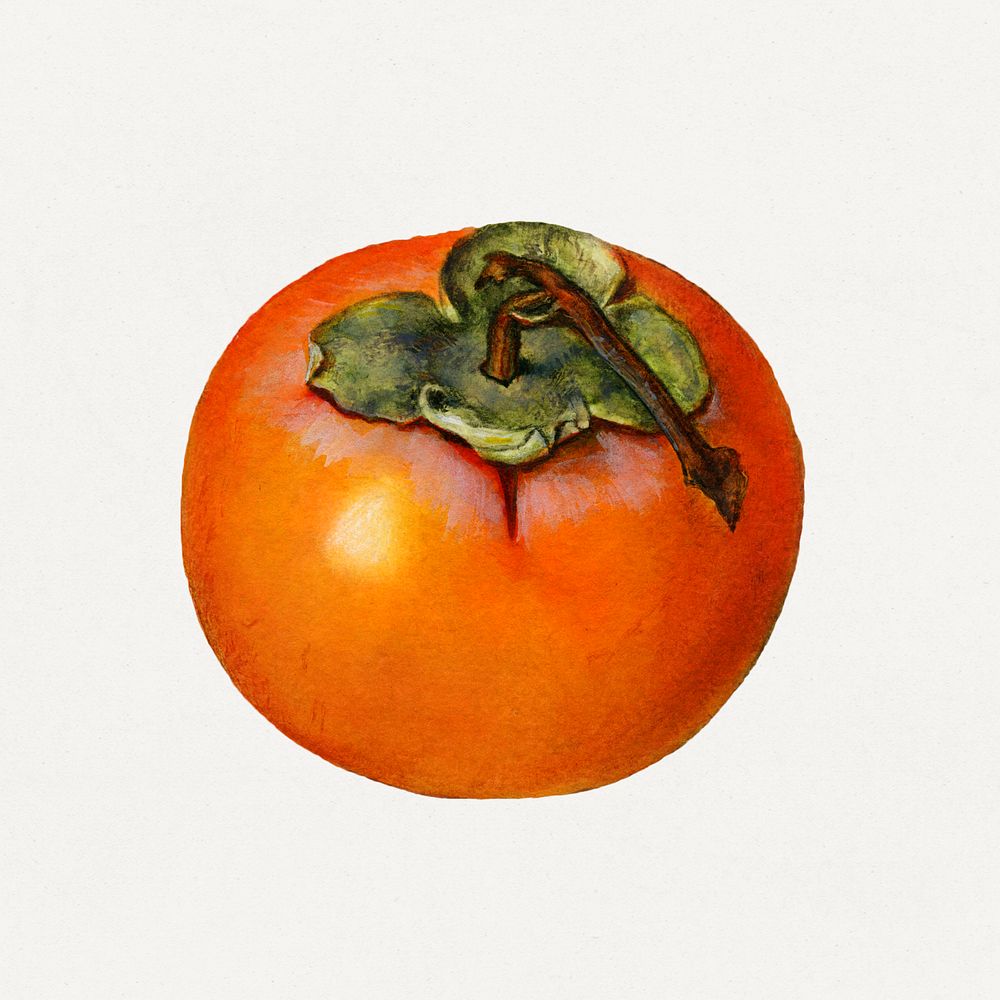 Vintage persimmon illustration mockup. Digitally | Premium PSD - rawpixel