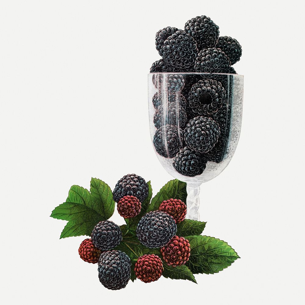 Black raspberry clipart, vintage fruit | Premium PSD Illustration ...