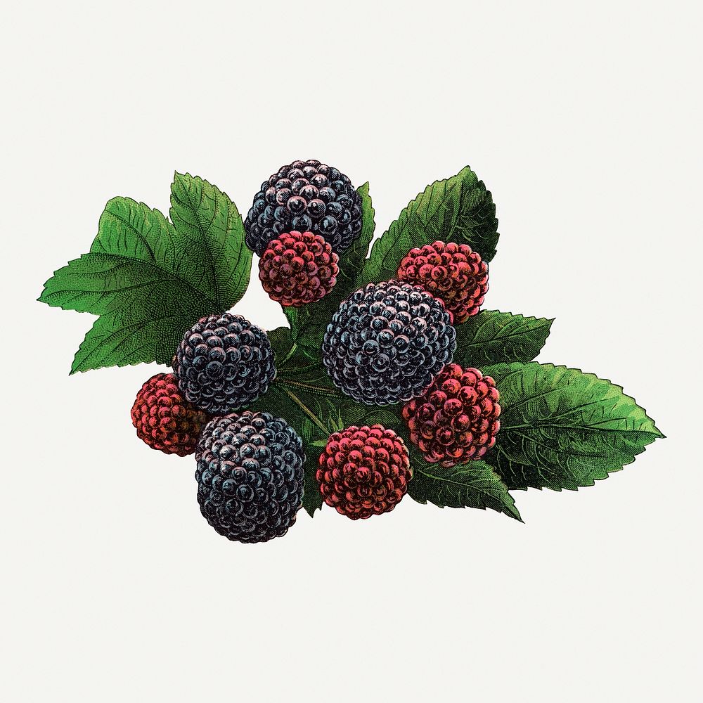 Black raspberry illustration, vintage botanical | Premium Photo ...