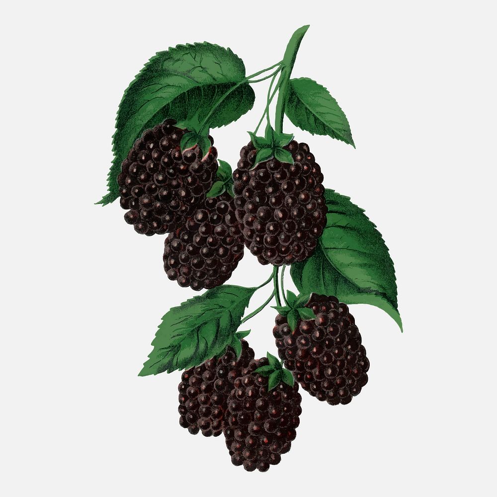 Dewberry illustration vintage botanical vector | Premium Vector ...