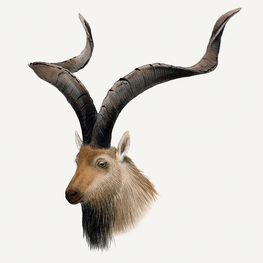 Vintage markhor illustration, wildlife & | Premium Photo Illustration ...