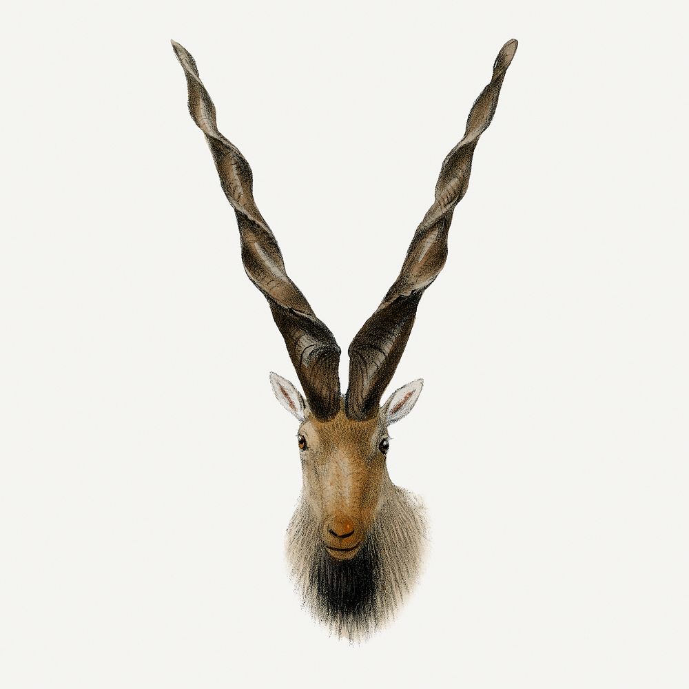 Vintage markhor illustration, wildlife & | Premium Photo Illustration ...