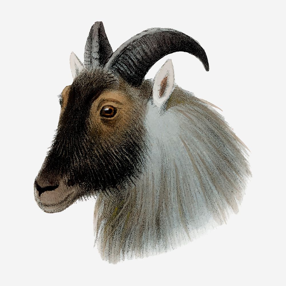 Tahr clipart, vintage animal drawing | Premium Vector Illustration ...