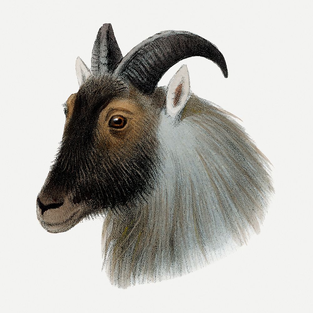 Tahr collage element, vintage animal | Premium PSD Illustration - rawpixel