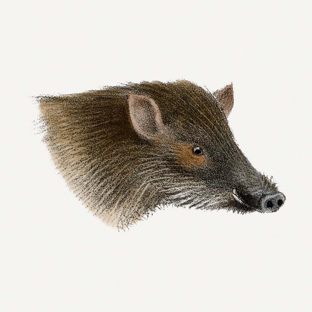 Pygmy hog clipart, vintage animal | Premium Photo Illustration - rawpixel