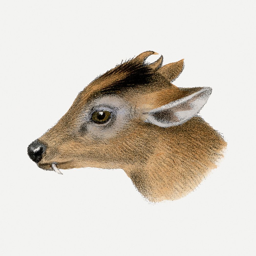 Deer clipart, vintage animal drawing | Premium PSD - rawpixel