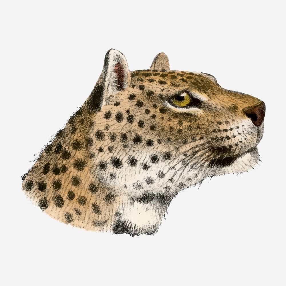 Leopard collage element, vintage wildlife | Premium Vector Illustration ...