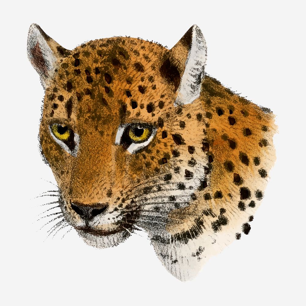 Indian leopard collage element, vintage | Premium Vector Illustration ...