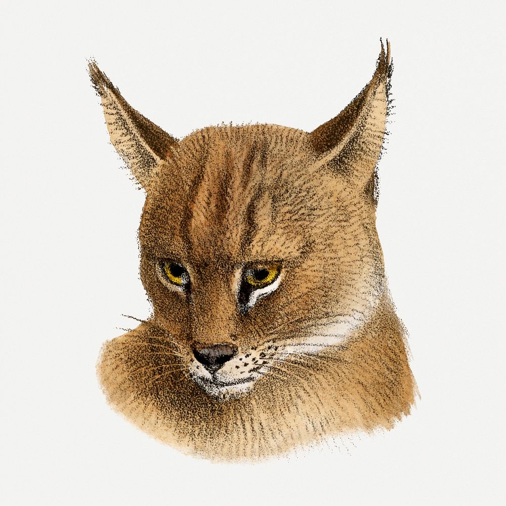 Jungle cat collage element, vintage | Premium PSD Illustration - rawpixel