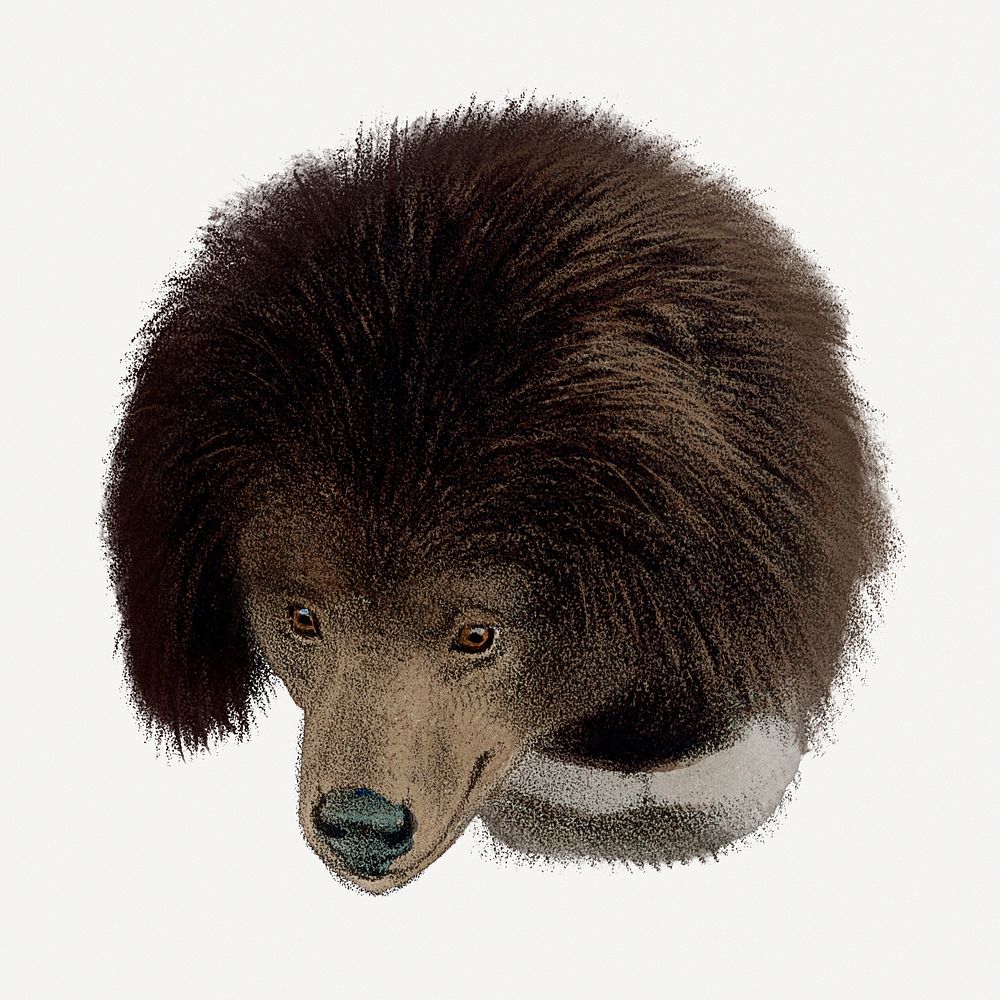 Vintage sloth bear illustration, wildlife | Premium Photo Illustration ...