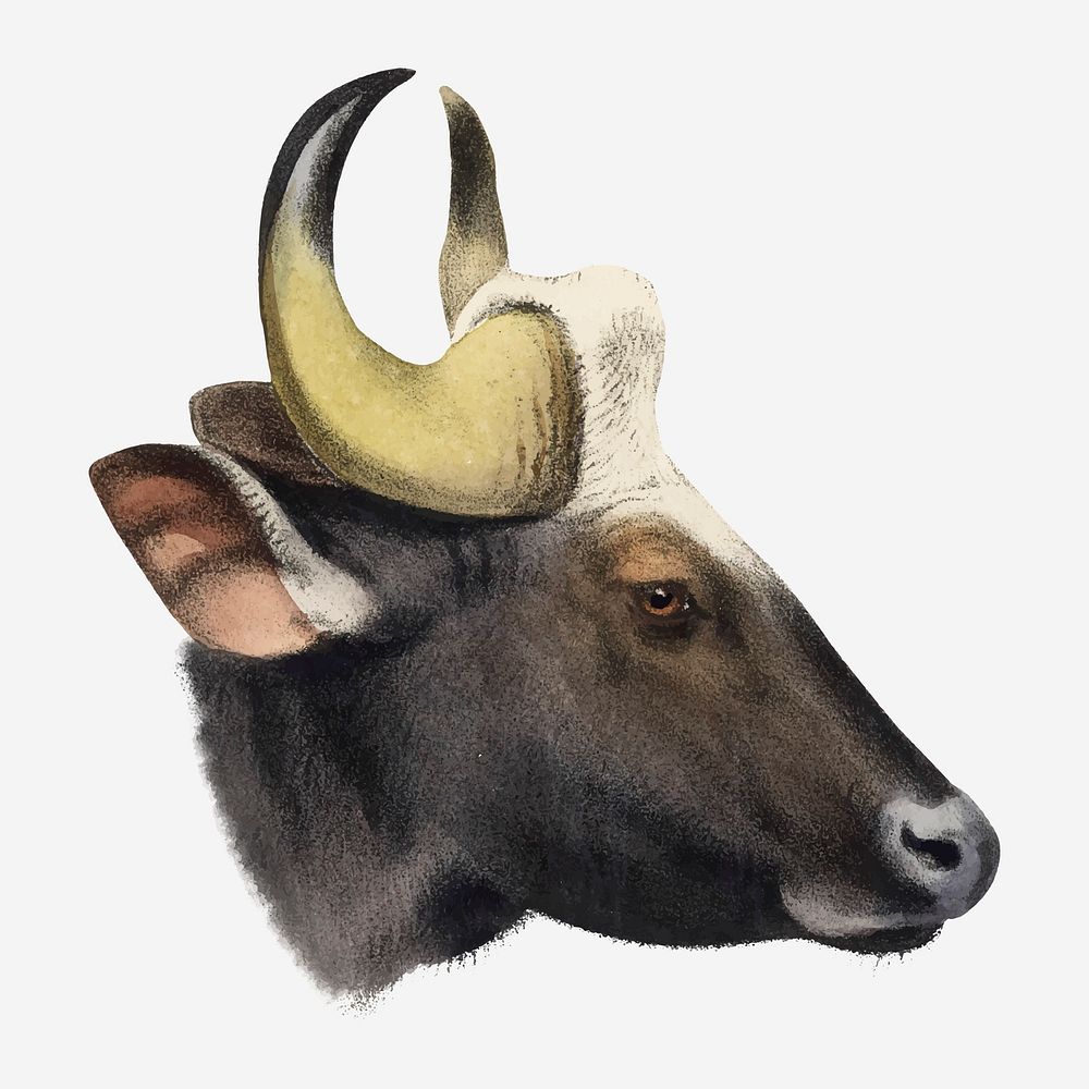Vintage gaur illustration, wildlife & | Premium Vector Illustration ...