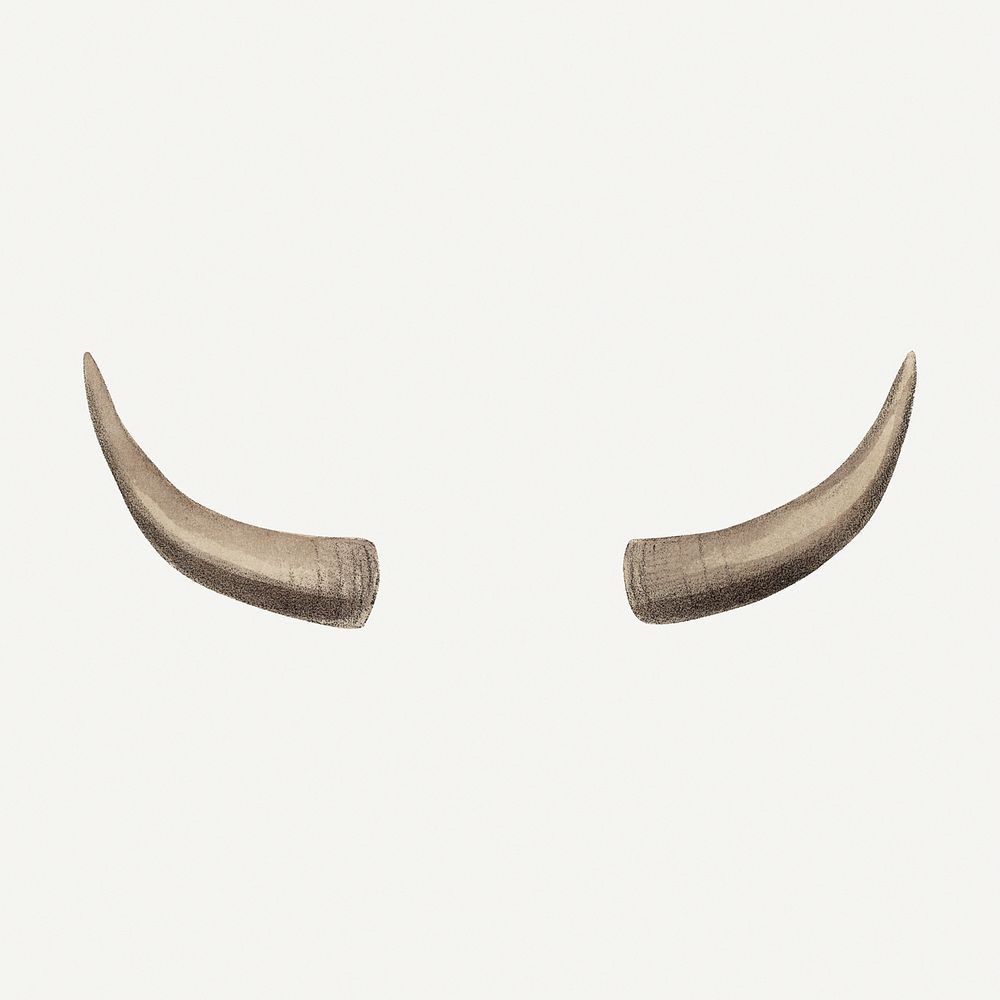 Vintage gayal horns illustration, wildlife | Premium Photo Illustration ...