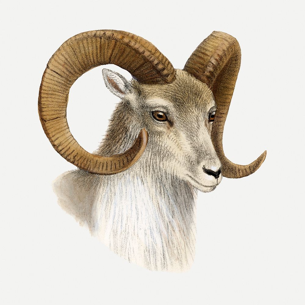 Vintage urial illustration, wildlife & | Premium PSD Illustration ...