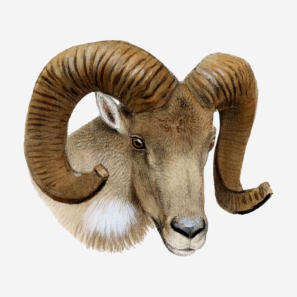 Vintage argali illustration, wildlife & | Premium Vector Illustration ...