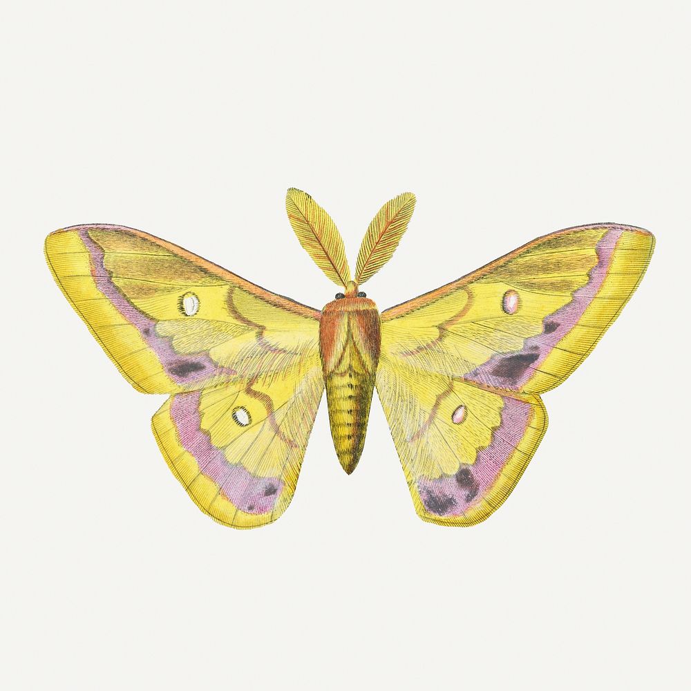 Moth illustration, aesthetic painting | Premium Photo Illustration ...