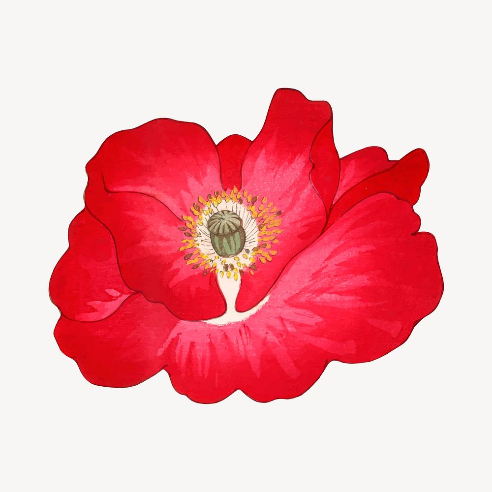 Red poppy flower collage element, | Vector Illustration - rawpixel