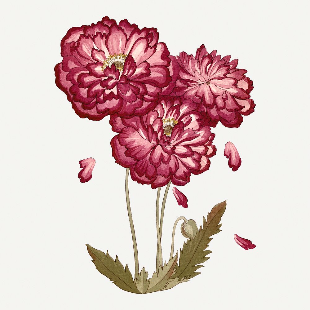 Poppy illustration, vintage Japanese art | Premium Photo Illustration ...