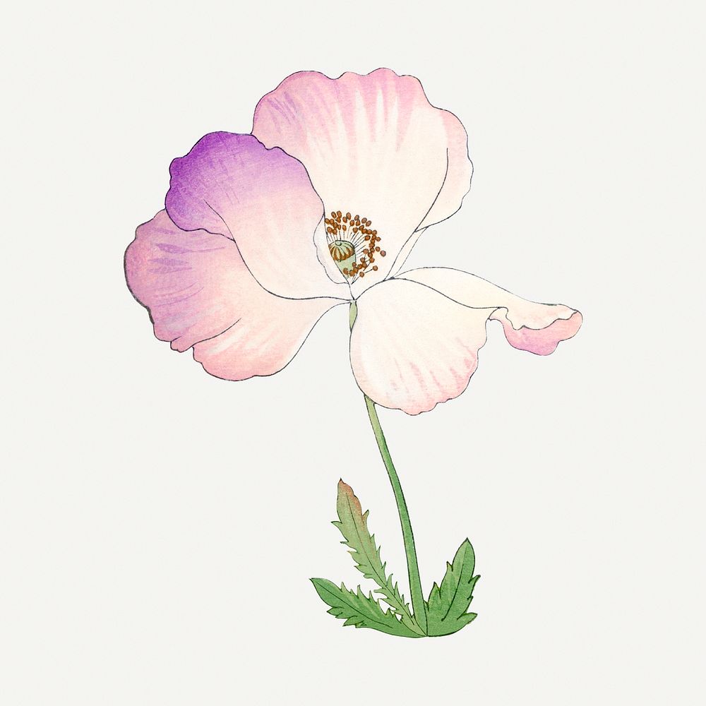 Poppy illustration, vintage Japanese art | Premium Photo Illustration ...