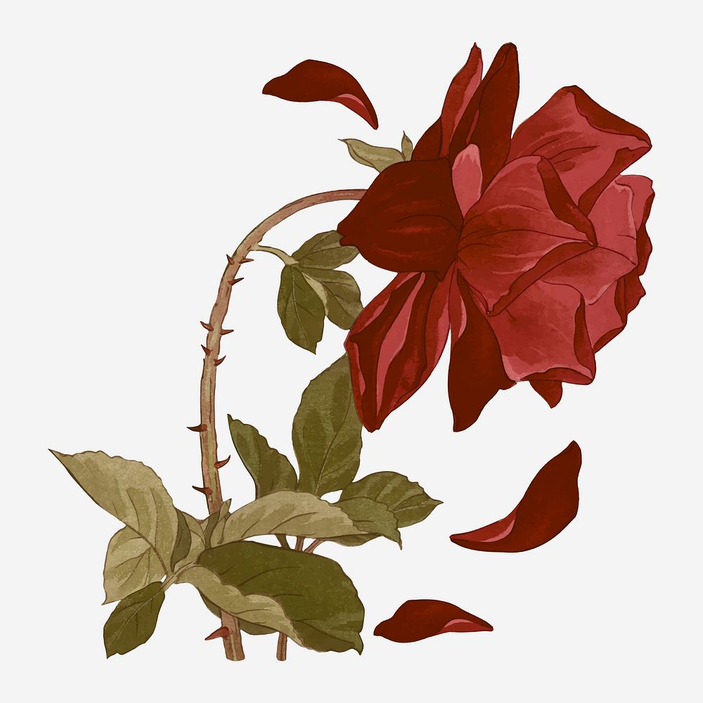 Red rose collage element, vintage | Premium Vector Illustration - rawpixel