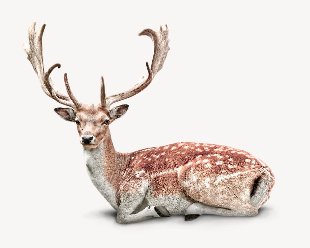 Deer isolated white, real animal | Premium PSD - rawpixel