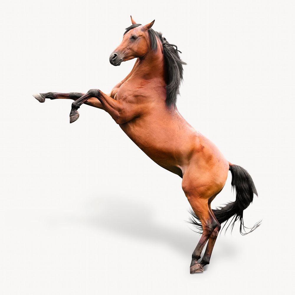 Rearing horse isolated on white, | Free Photo - rawpixel