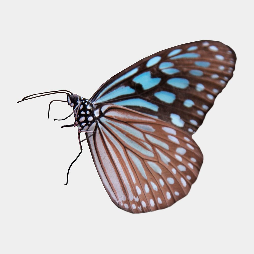 Blue butterfly cut out, animal | Free PSD - rawpixel