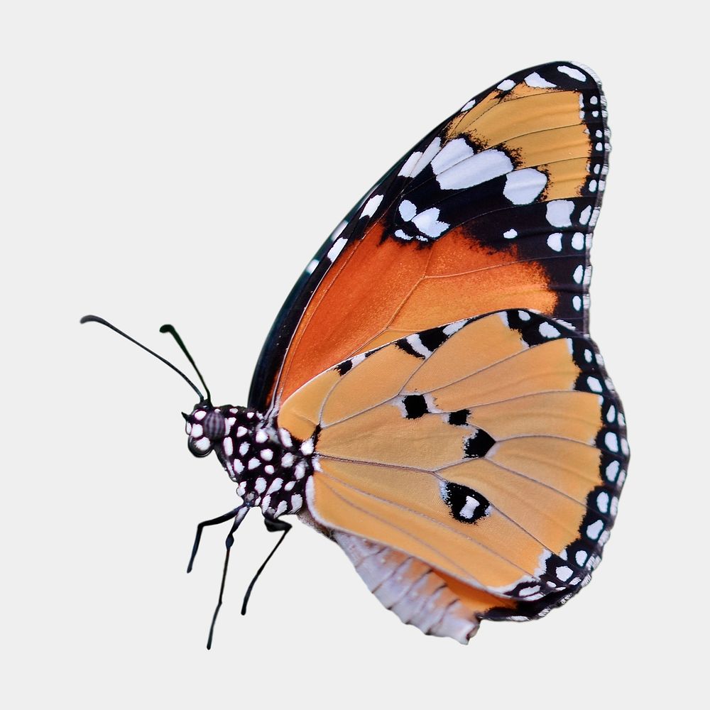 Monarch butterfly butterfly cut out, | Premium PSD - rawpixel