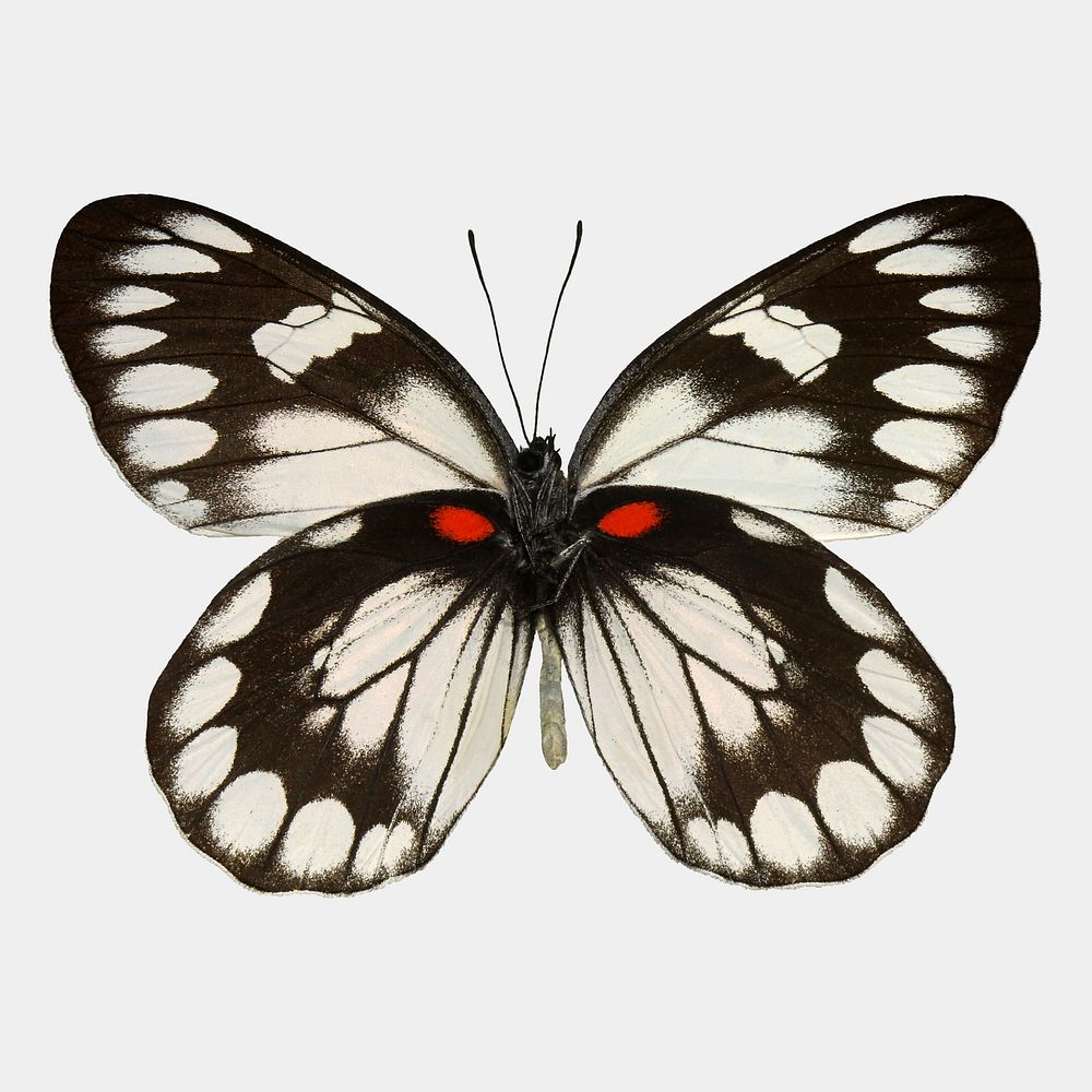 Butterfly cut out, animal design | Free PSD - rawpixel