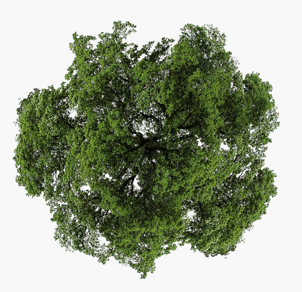Green tree top view, isolated | Premium PSD - rawpixel