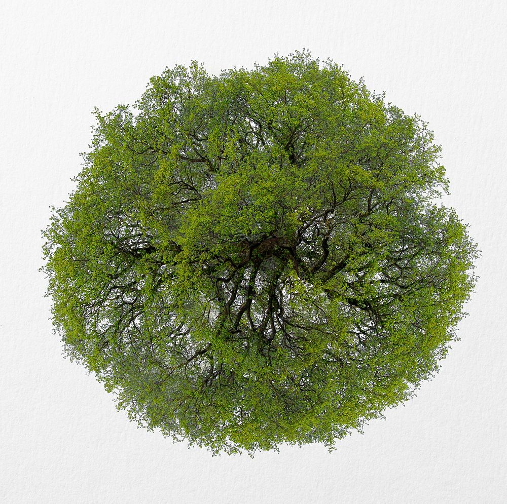 Tree top view isolated white, | Premium PSD - rawpixel