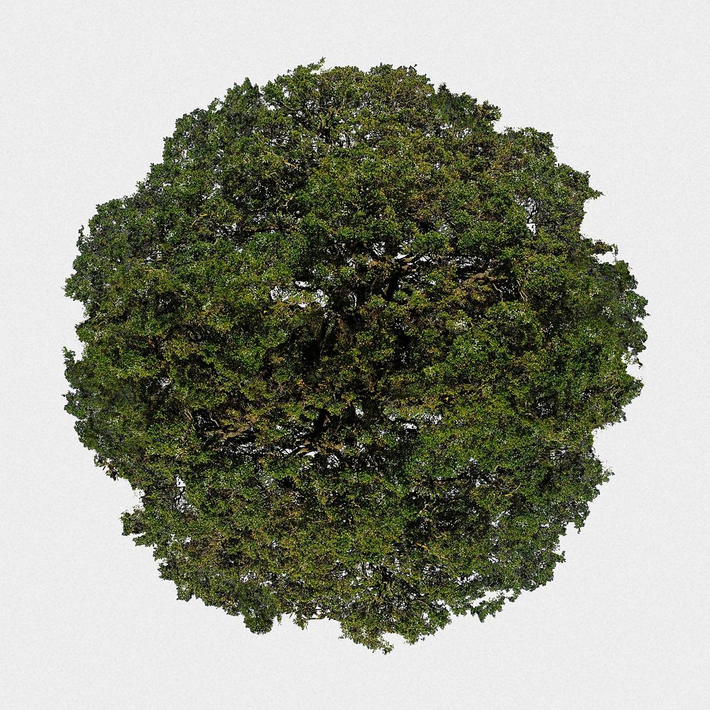 Tree top view isolated on white, | Premium PSD - rawpixel